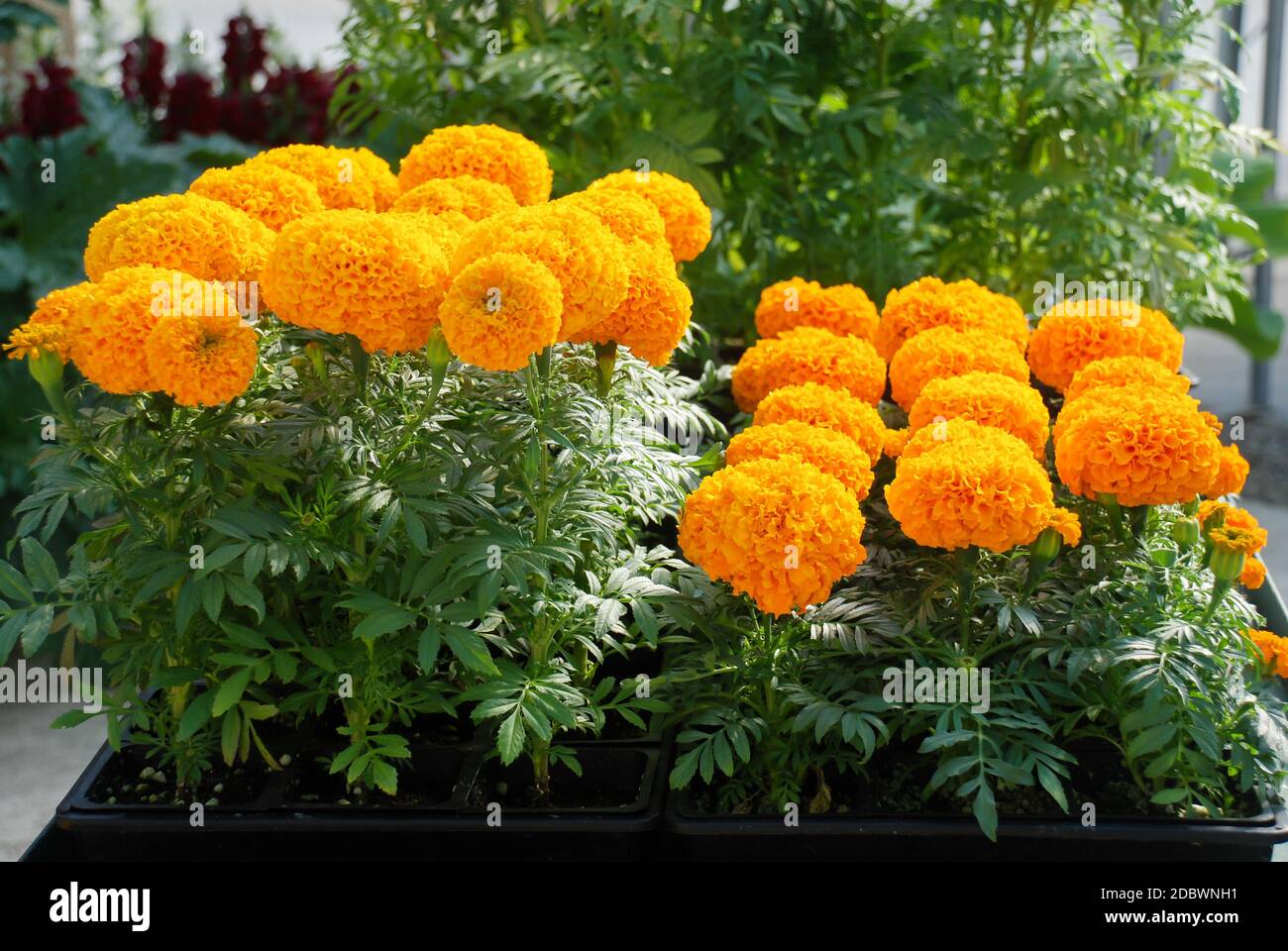 Marigolds Orange Color (Tagetes erecta, Mexican marigold, Aztec ...