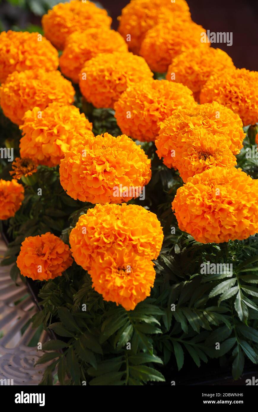 Marigolds Orange Color (Tagetes erecta, Mexican marigold, Aztec ...