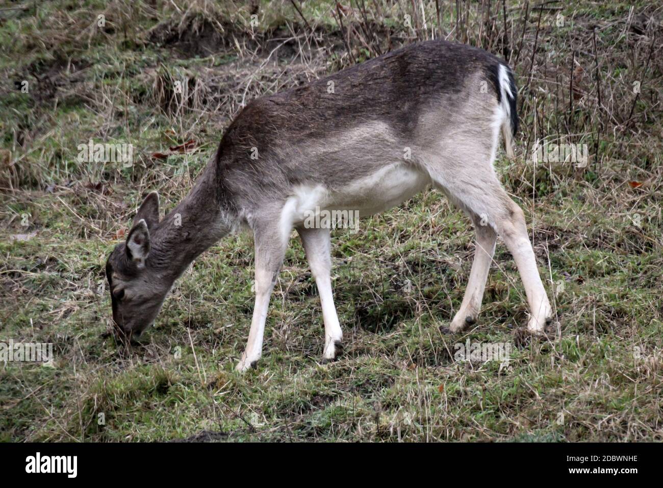 Male young deer small horns hi-res stock photography and images - Alamy