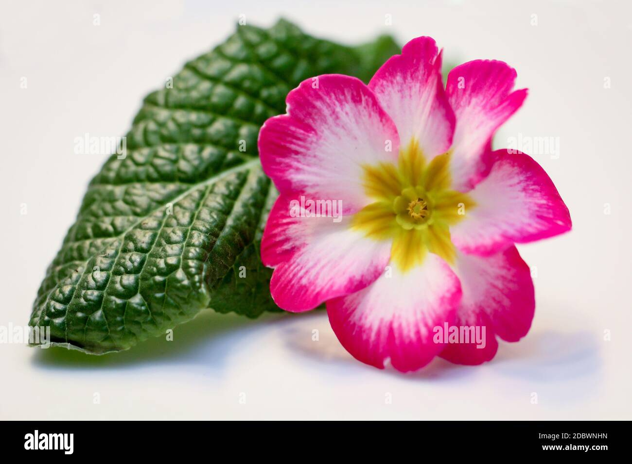 Primrose leaf hi-res stock photography and images - Alamy