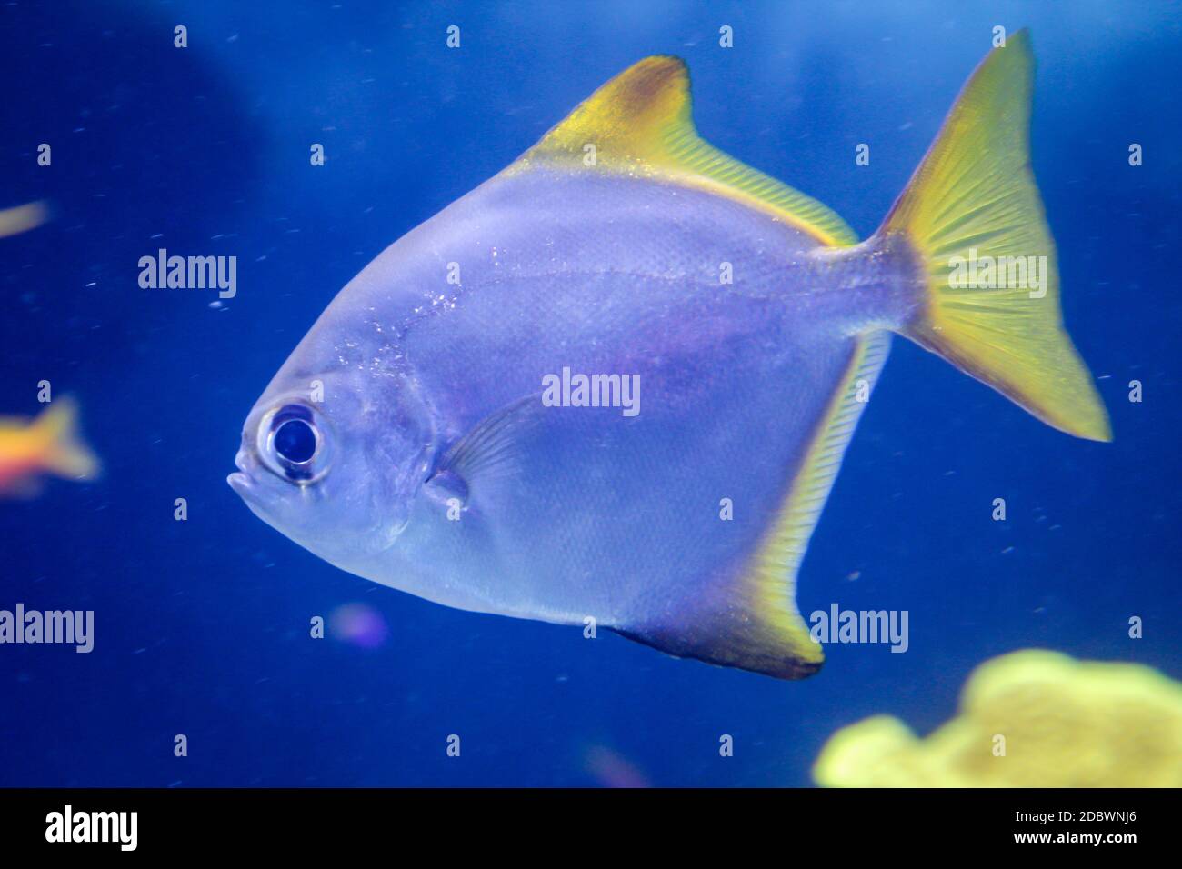 Gold under the sea hi-res stock photography and images - Alamy