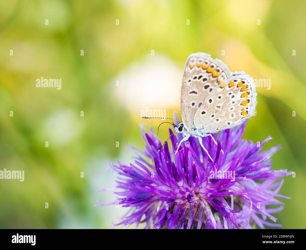 Baton blue butterfly hi-res stock photography and images - Alamy