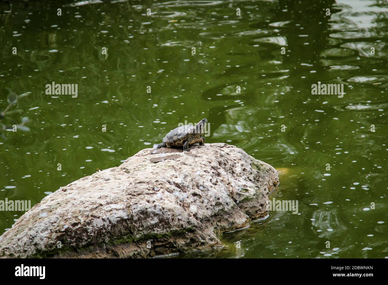 A water turtle sits on a rock in the middle of the water Stock Photo ...
