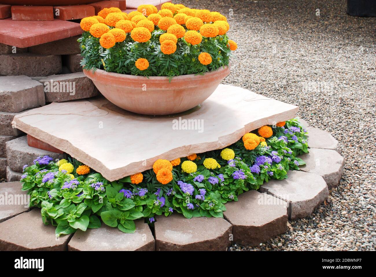 Marigolds Orange Color (Tagetes erecta, Mexican marigold, Aztec ...