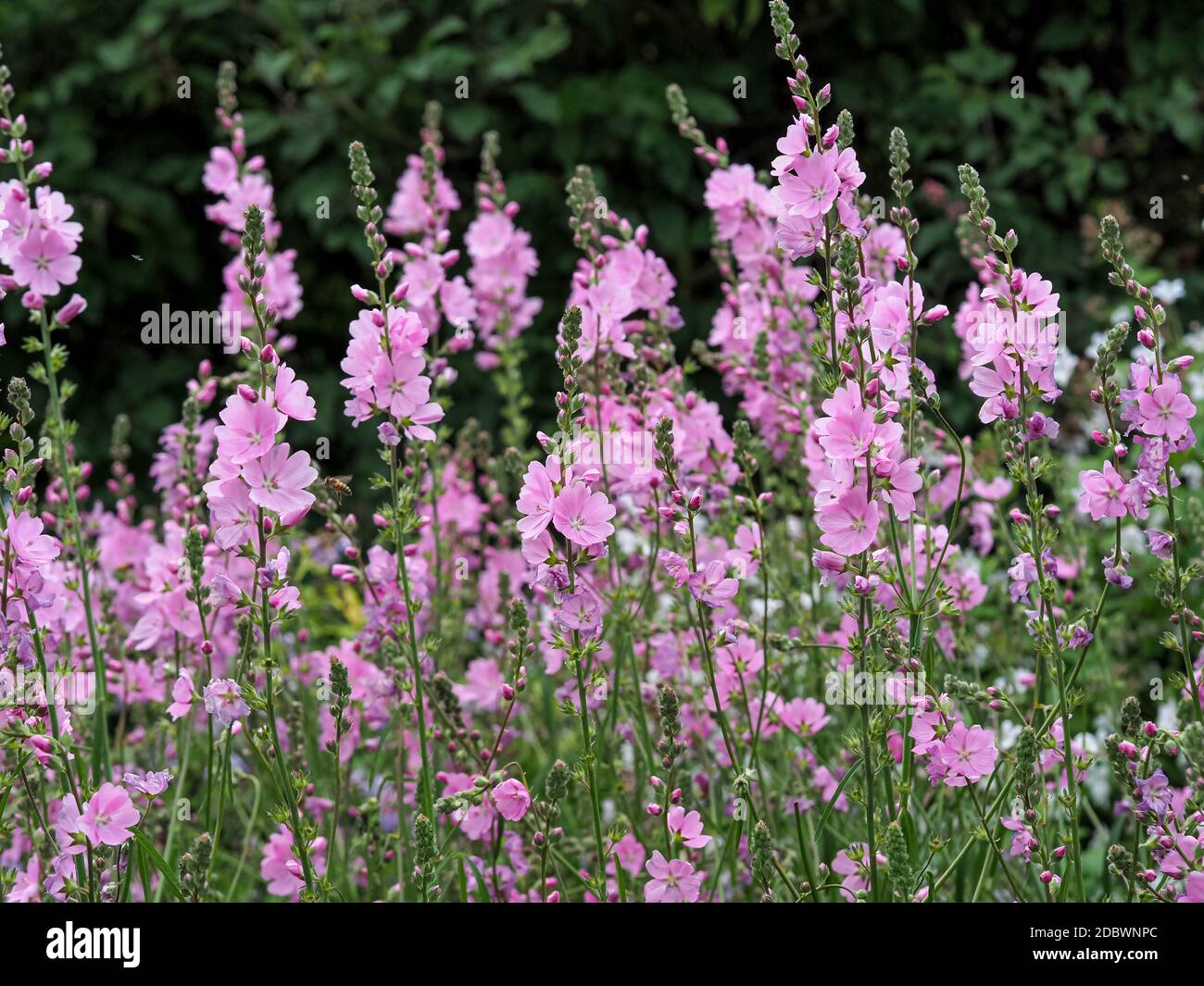 Beautiful pink prairie mallow flowers in a garden, variety Sidalcea ...