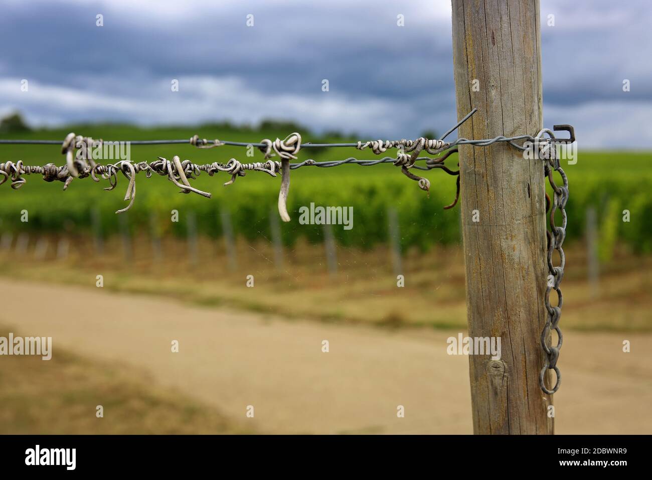 Grapevines curls on the wire Stock Photo - Alamy