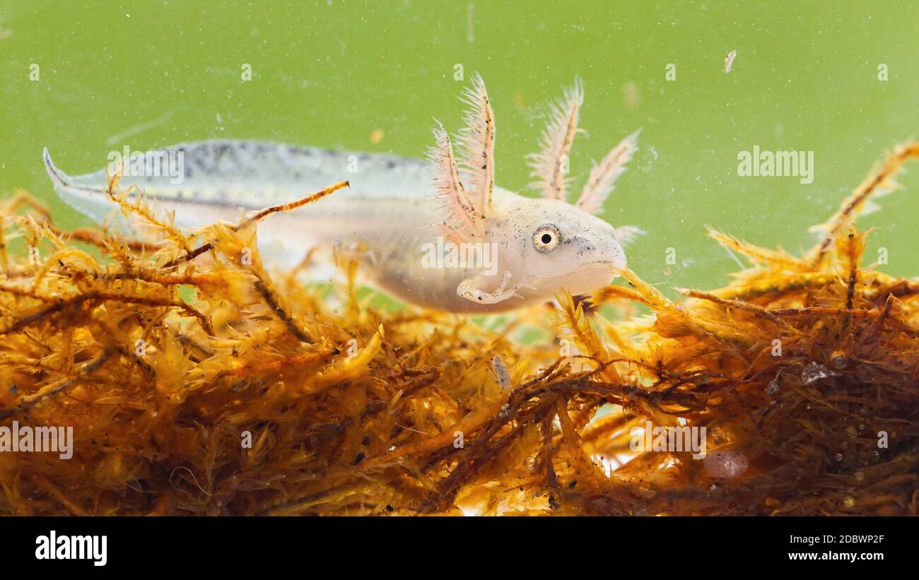 Danube crested newt, triturus dobrogicus, swimming in marsh under the ...
