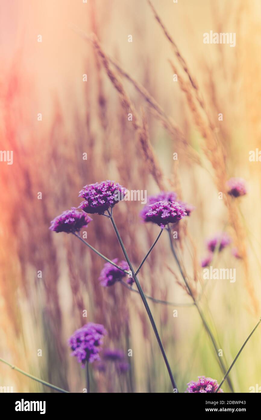 Diffused floral background hi-res stock photography and images - Alamy