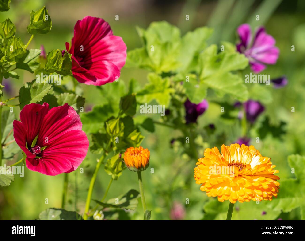 Marigold and cup mallow Stock Photo - Alamy