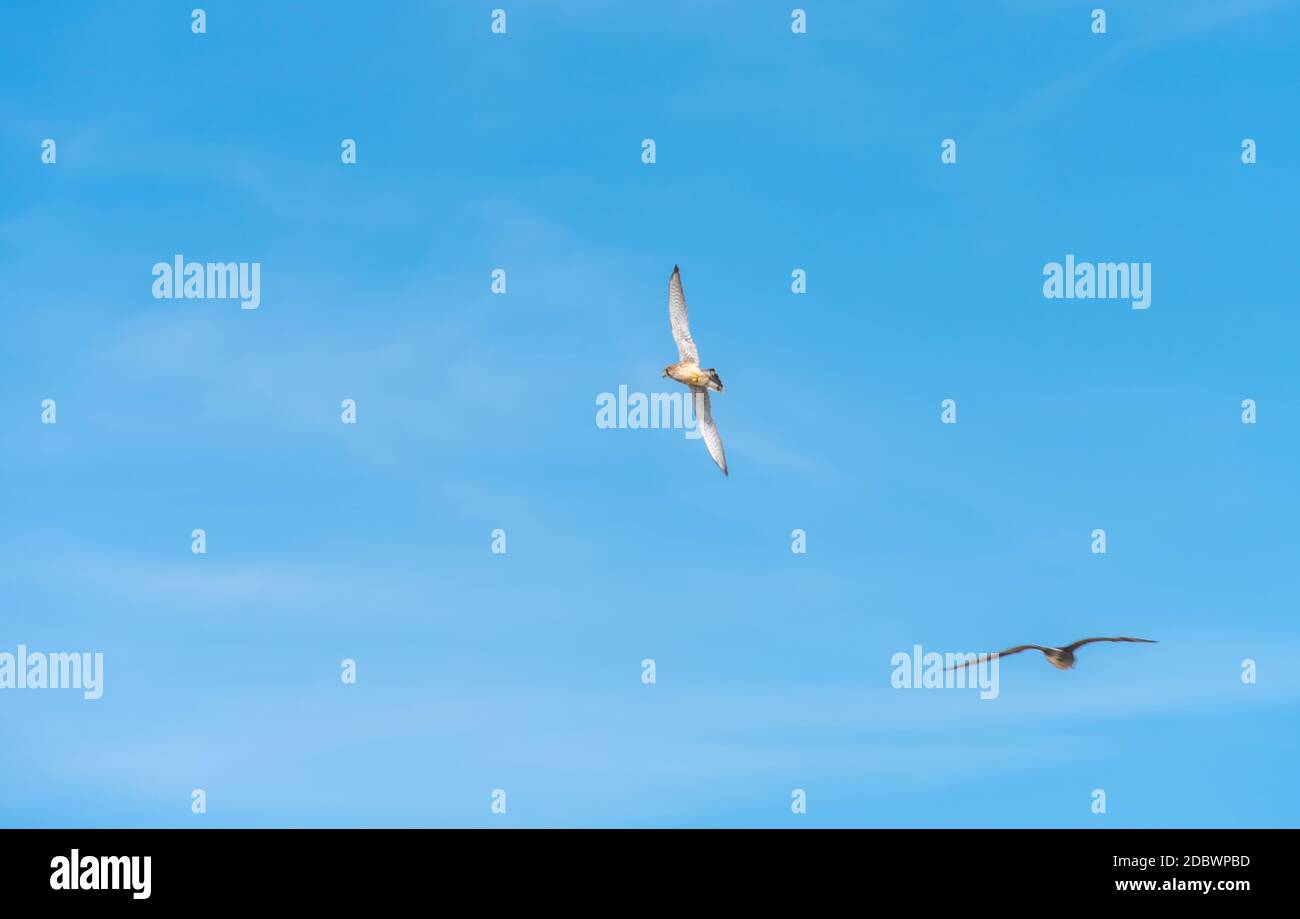 Gray falcon hi-res stock photography and images - Alamy