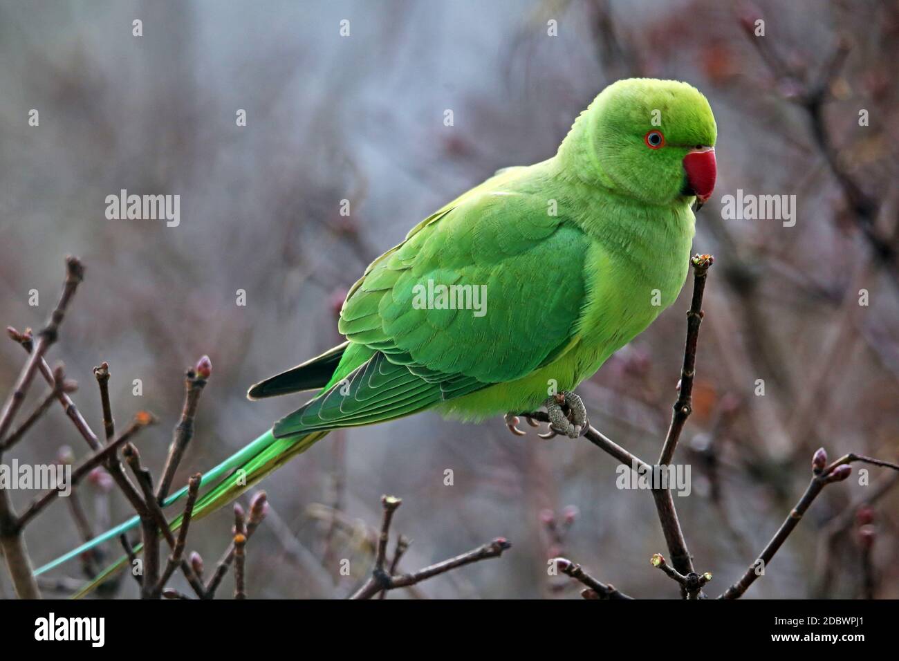 Free-living collared parakeets Psittacula krameri in Heidelberg Stock ...