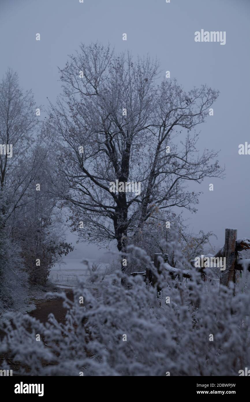 Trees in winter with hoarfrost Stock Photo - Alamy