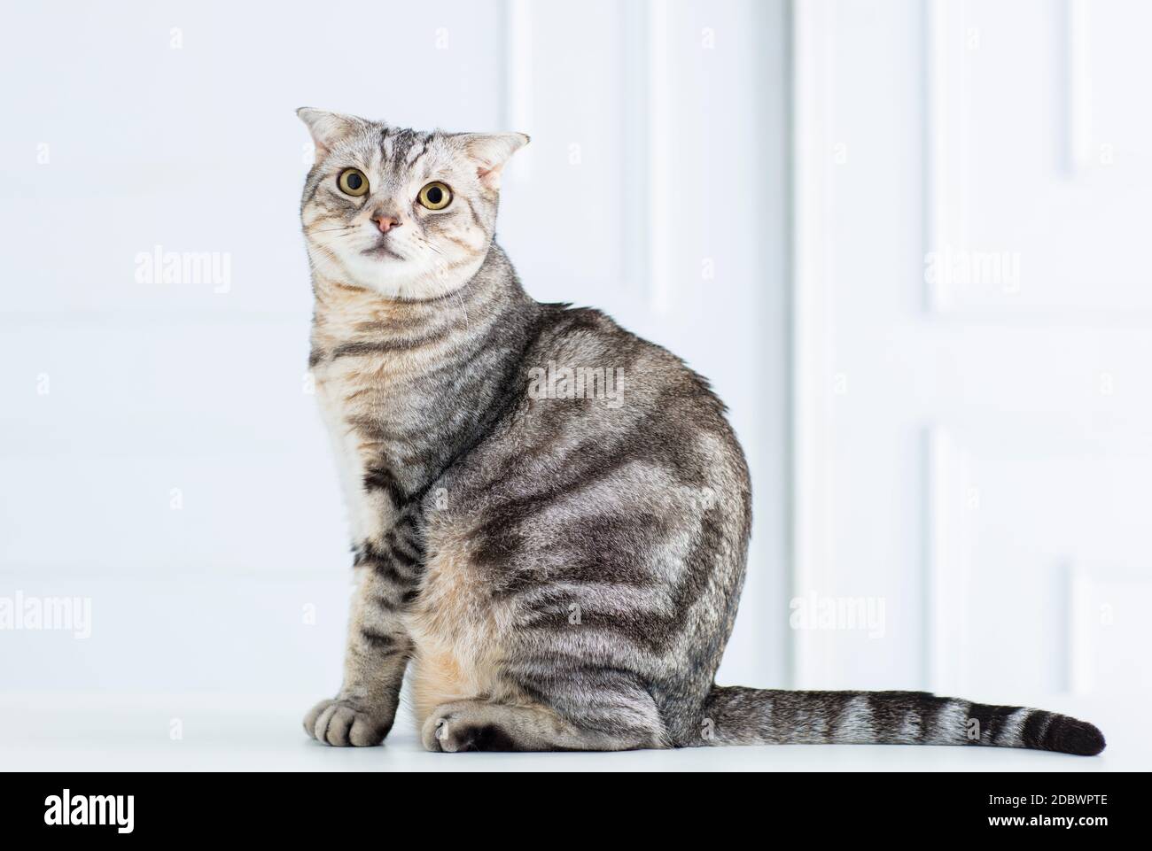 closeup american short hair cat Stock Photo - Alamy