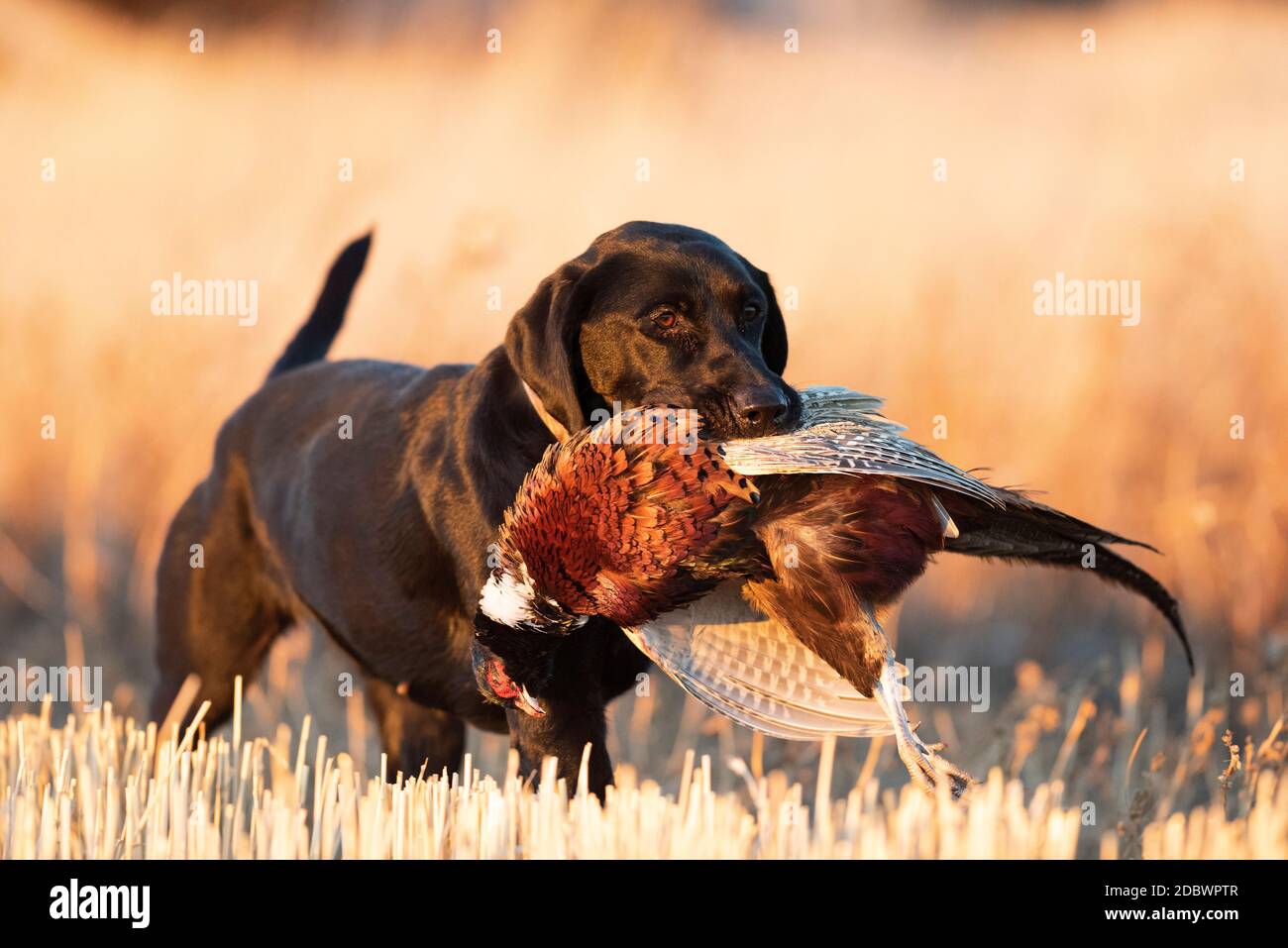 A Black Lab retrieving a rooster pheasant in North Dakota Stock Photo ...