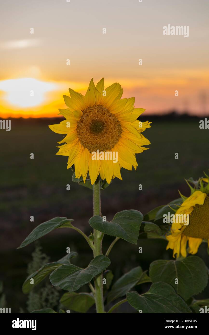Sunflower closeup field hi-res stock photography and images - Alamy