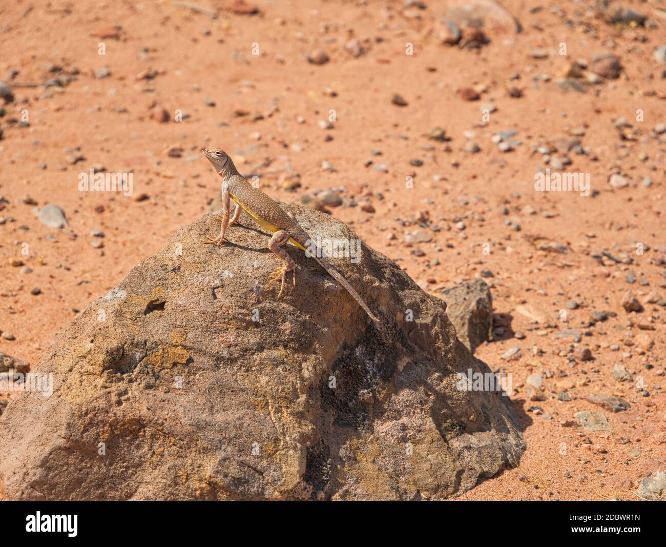 A small lizard with yellow belly on a round stone in the desert sand ...