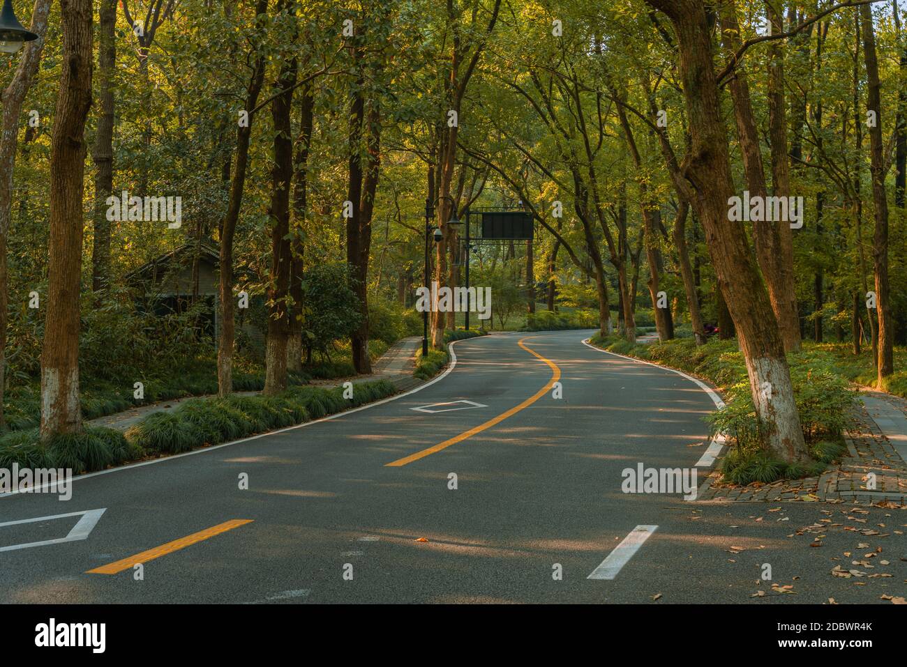 Close view roadway in forest hi-res stock photography and images - Alamy