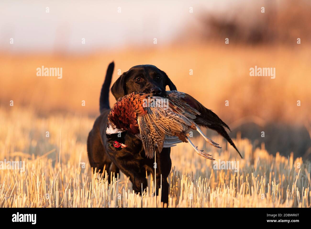 A Black Lab retrieving a rooster pheasant in North Dakota Stock Photo ...