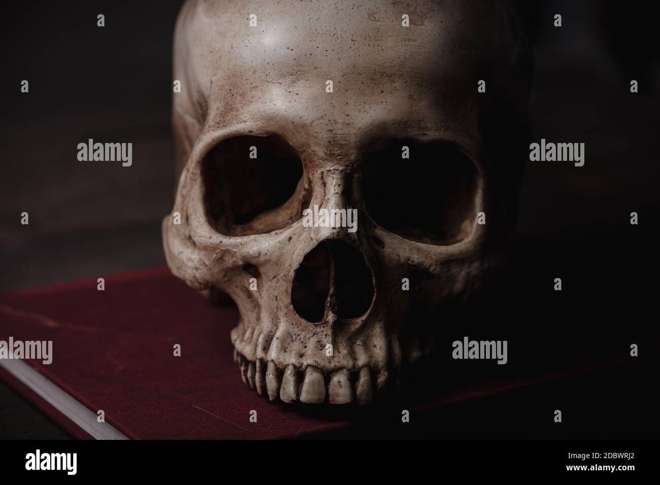 Still life of human skull that died for a long times ,concept of horror ...