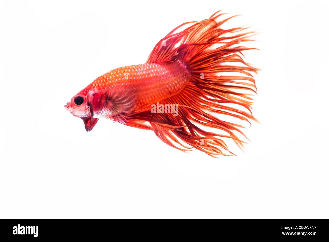 Red white crown betta fish hi-res stock photography and images - Alamy