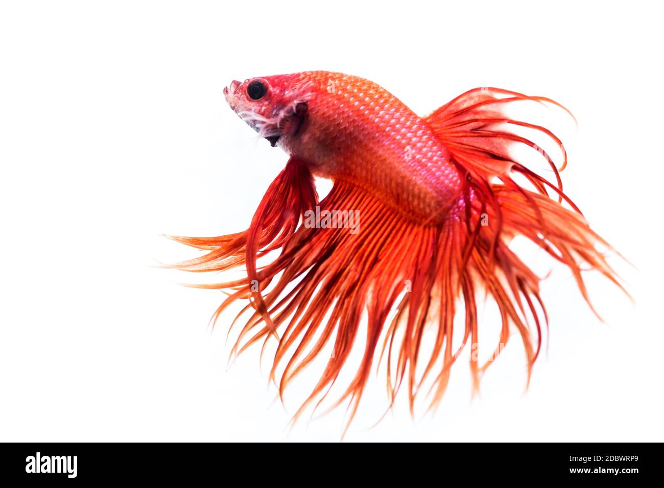 Red blue crown betta fish hi-res stock photography and images - Alamy