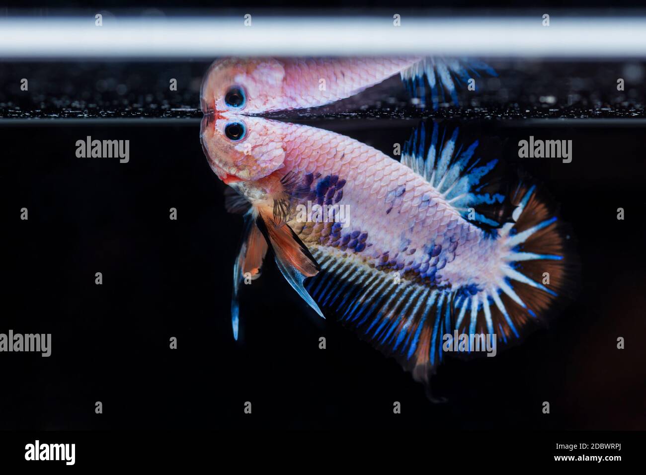 Fighting fish (Betta splendens) Fish with a beautiful array of colorful ...