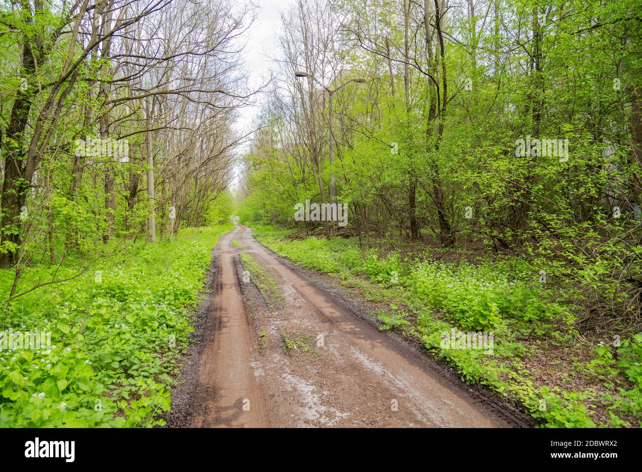 Old road in the woods of Pripyat, in Chernobyl, Ukraine. Exclusion Zone ...