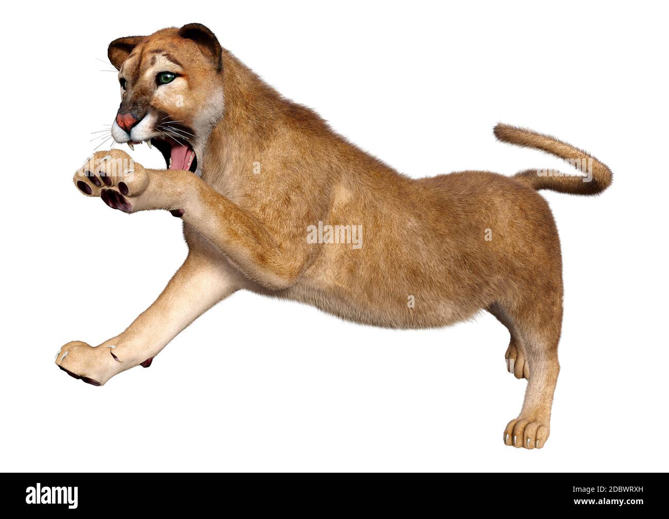 3D rendering of a big cat puma isolated on white background Stock Photo ...