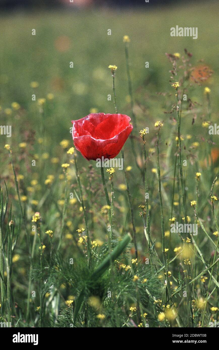 red corn poppy Stock Photo - Alamy