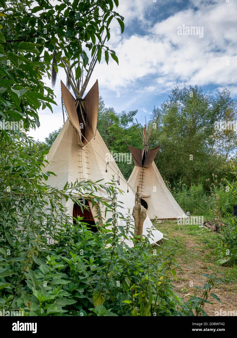 Two Indian tipis stand in a meadow between trees and bushes in the ...
