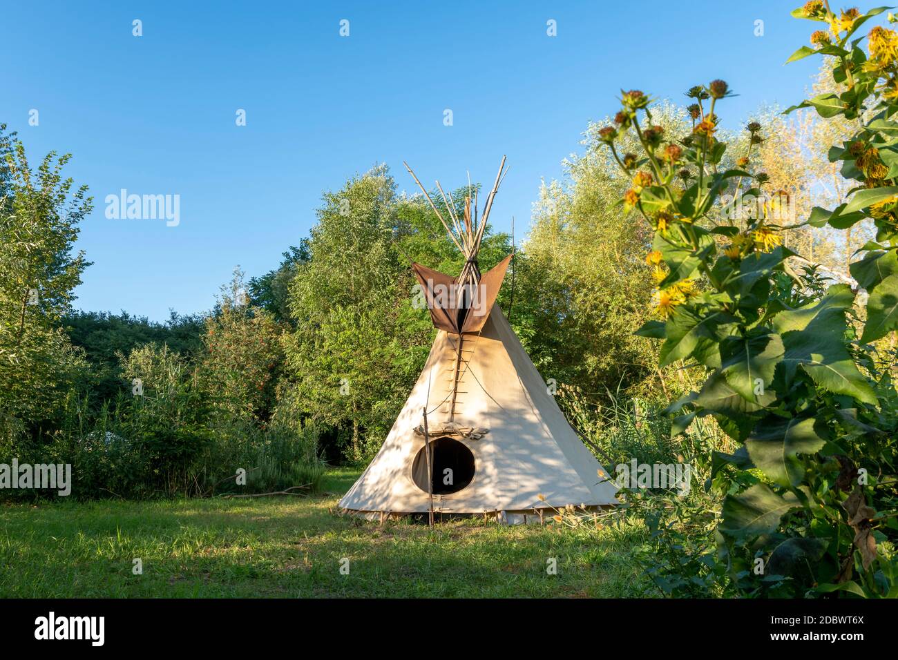 Single Indian tipi stands in a meadow between trees and bushes in the ...