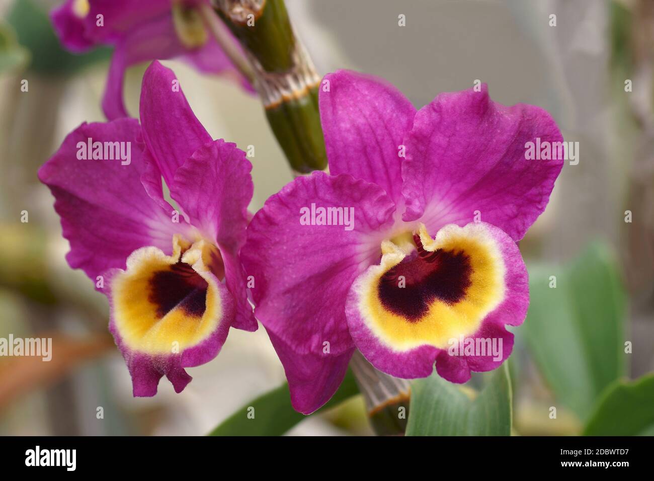 Hybrid dendrobium (Dendrobium Stock Photo - Alamy