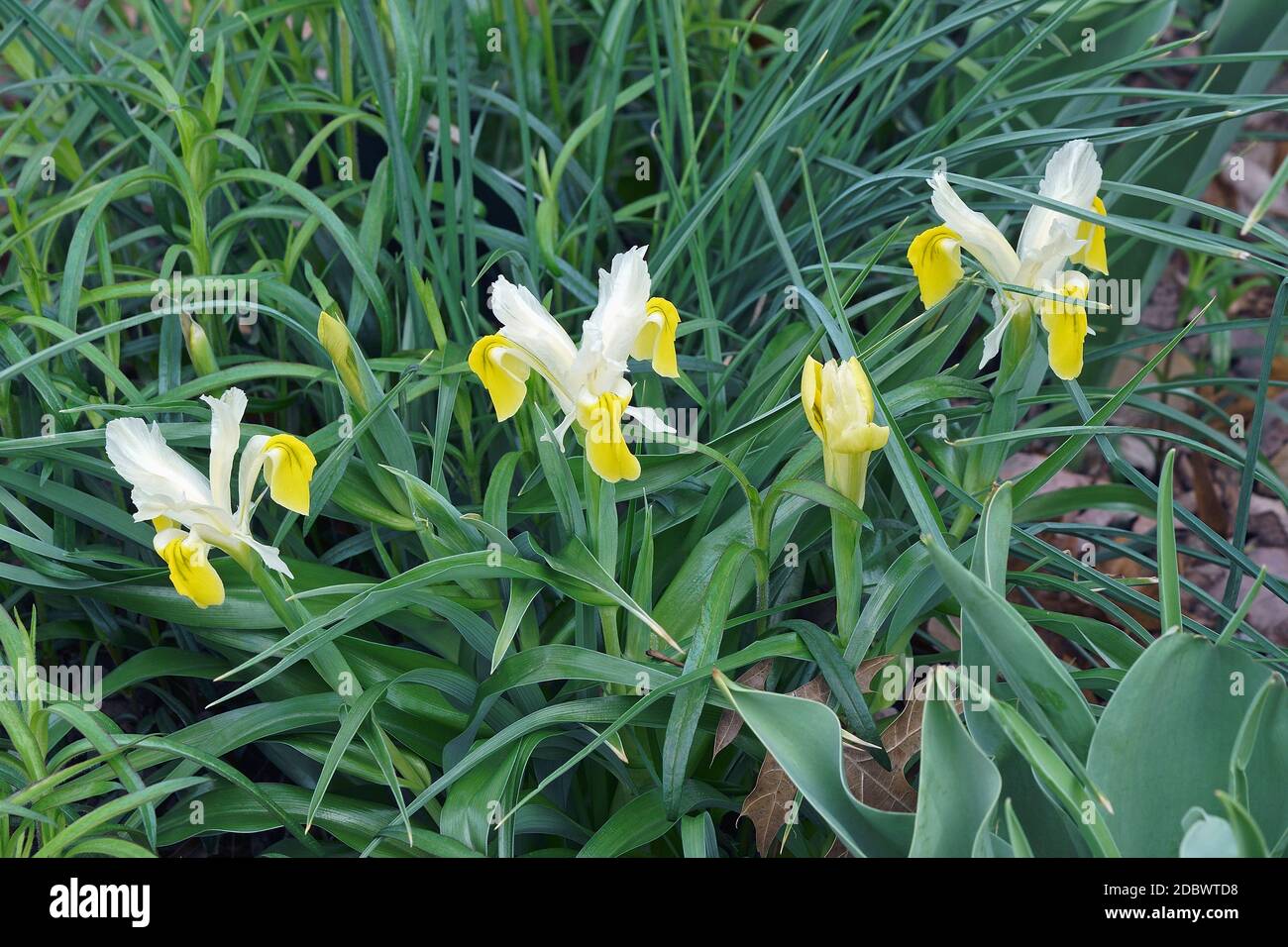 Corn-leaved juno iris (Iris bucharica Stock Photo - Alamy