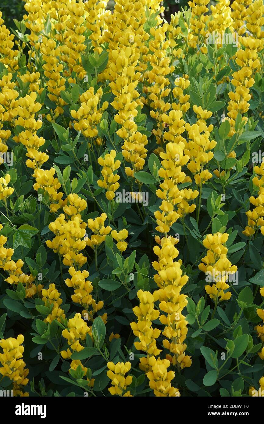 Yellow wild indigo (Baptisia sphaerocarpa 'Screaming Yellow' Stock ...