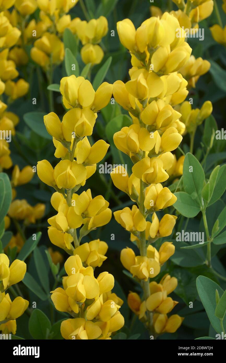 Yellow wild indigo (Baptisia sphaerocarpa 'Screaming Yellow' Stock ...
