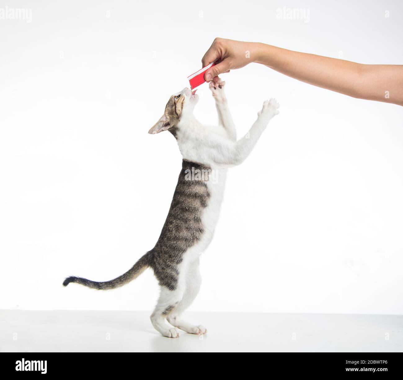 cat standing and eating food from hand Stock Photo - Alamy