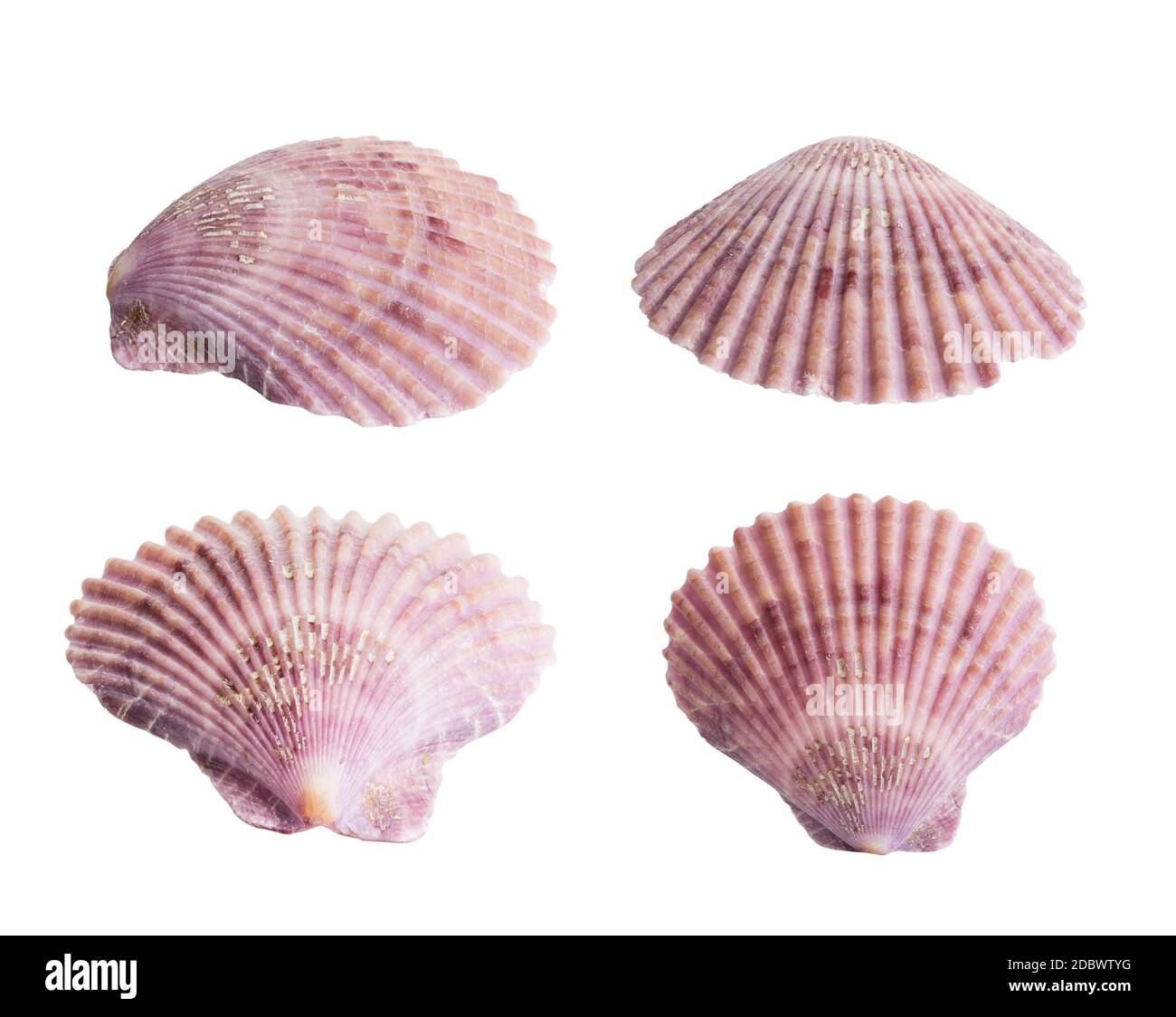 Scallop shall hi-res stock photography and images - Alamy