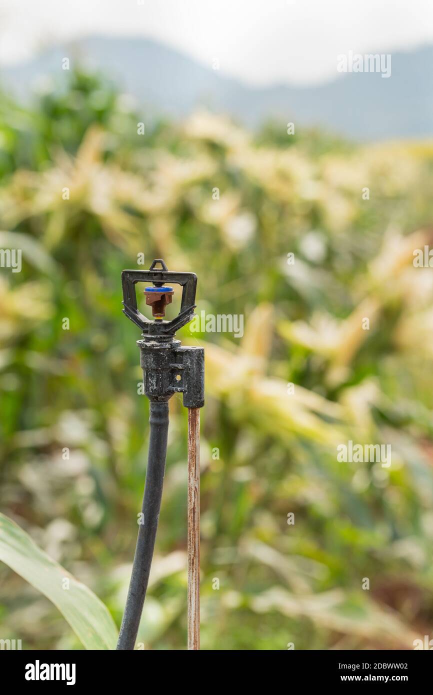 Sprinkler Watering a tree of Machine Automatic,Sprinkler in high tube ...