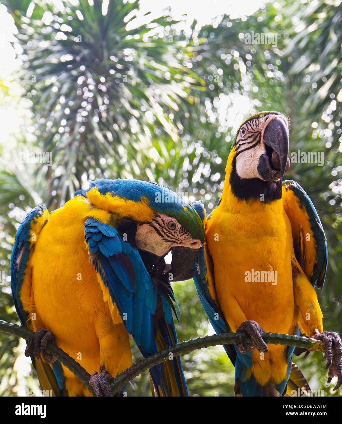 Two Parrot birds standing side by side Stock Photo - Alamy