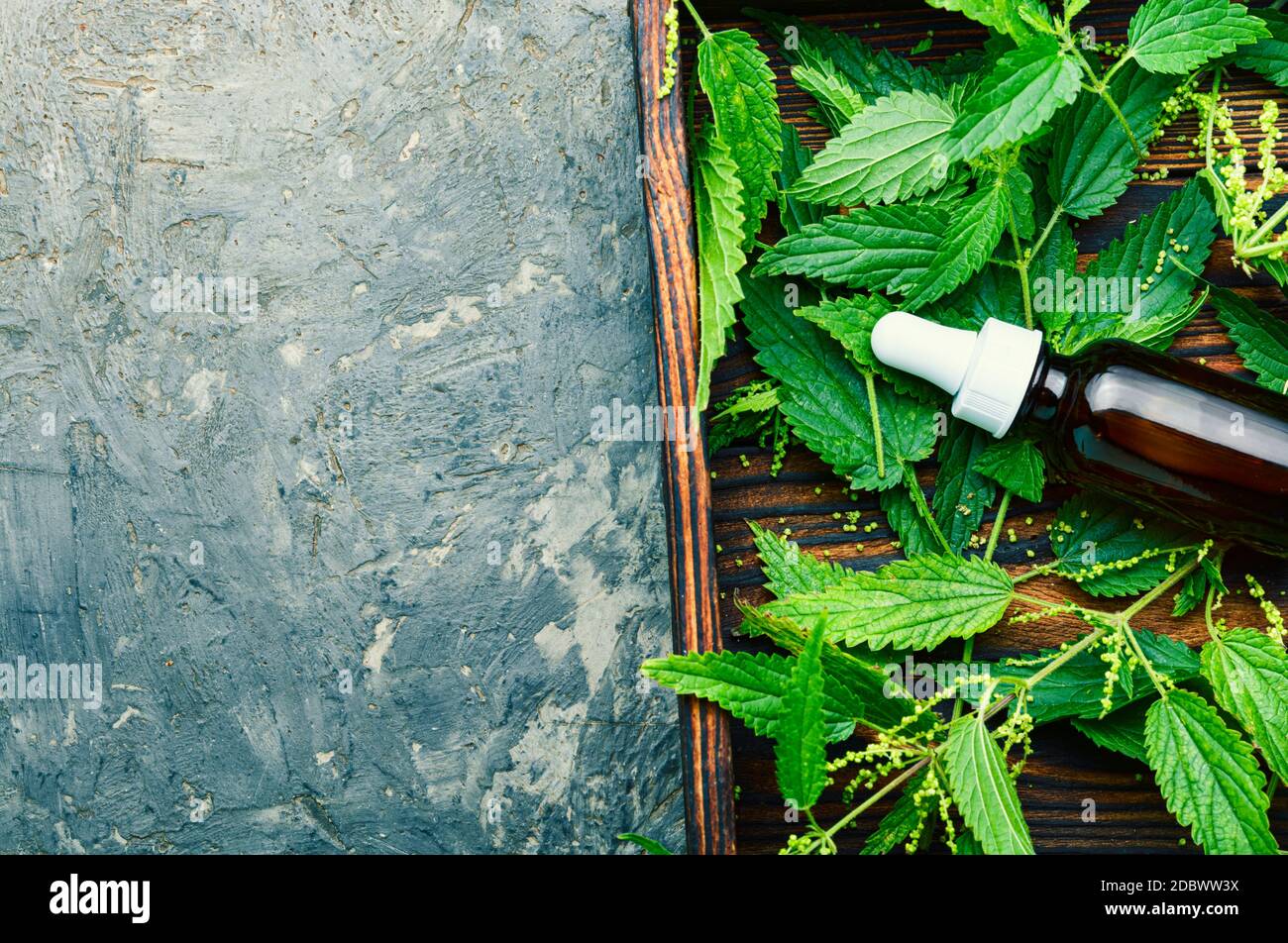 Nettle extract in bottle and fresh nettle leaves.Stinging nettles Stock ...