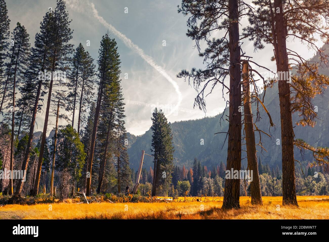Pine trees and mountains of the Yosemite National Park, USA Stock Photo ...