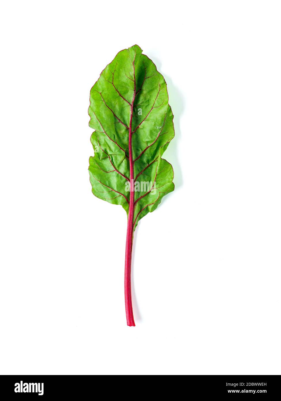 Swiss Chard Leaves