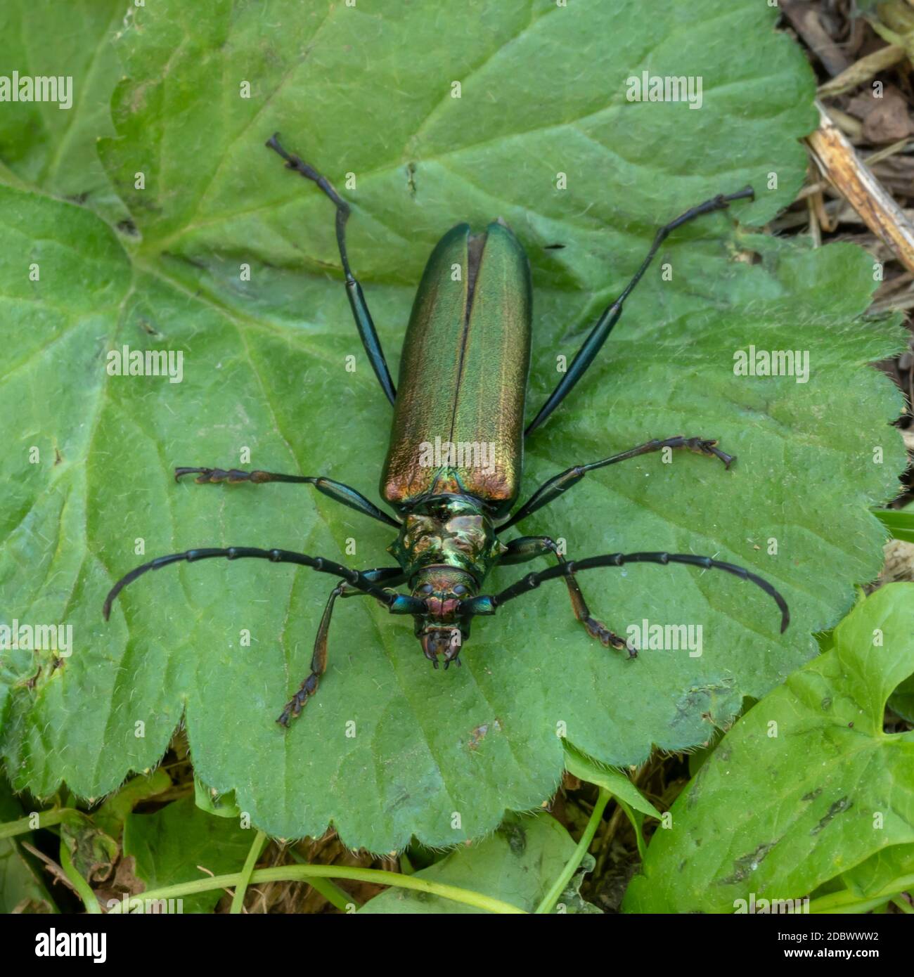 Green musk-buck beetle sits on a large green leaf background Stock ...