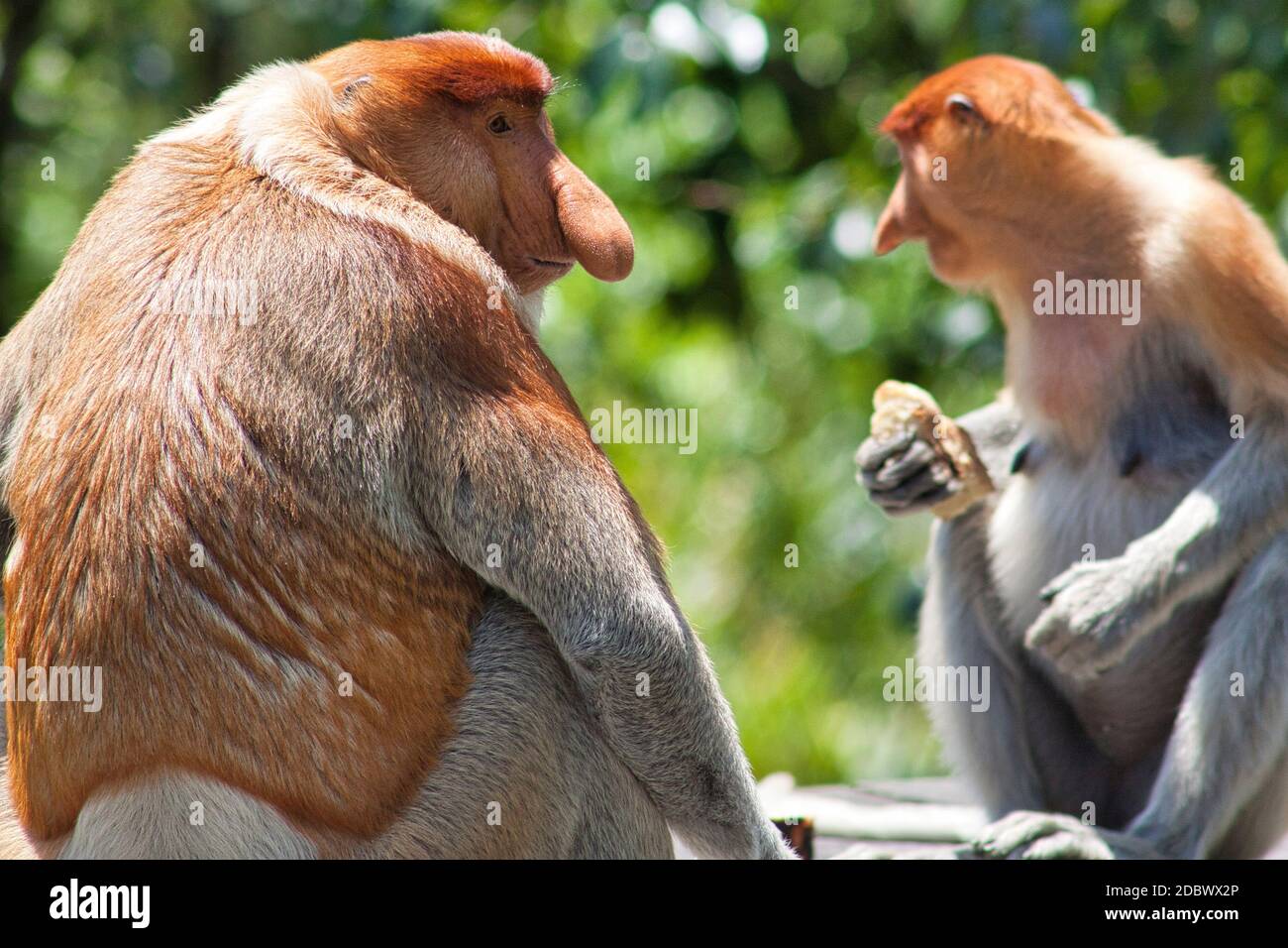 Nose-Monkey (Nasalis larvatus) - photographed in Borneo near Sandakan ...