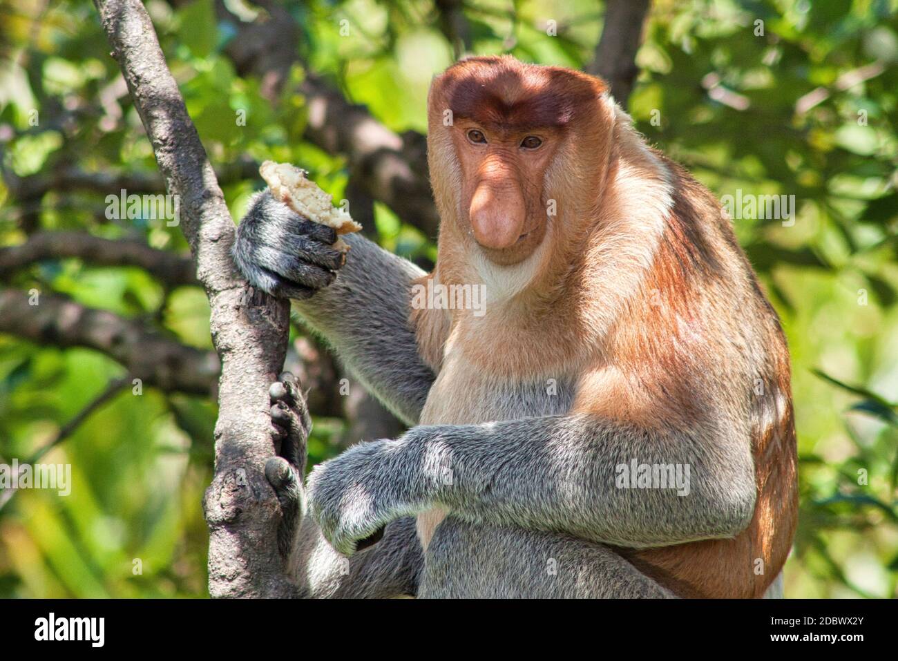 Nose-Monkey (Nasalis larvatus) - photographed in Borneo near Sandakan ...