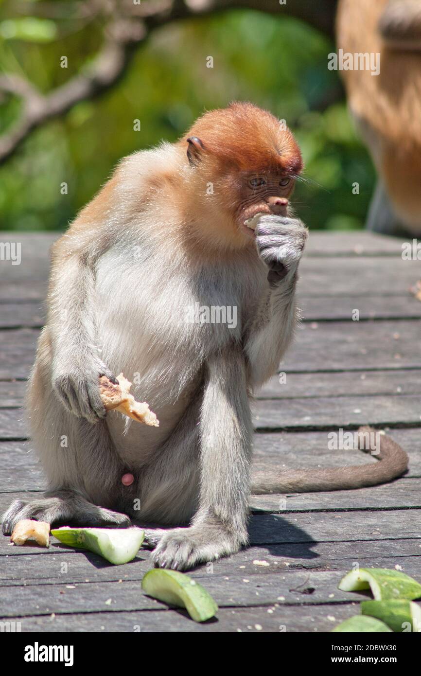 Nose-Monkey (Nasalis larvatus) - photographed in Borneo near Sandakan ...