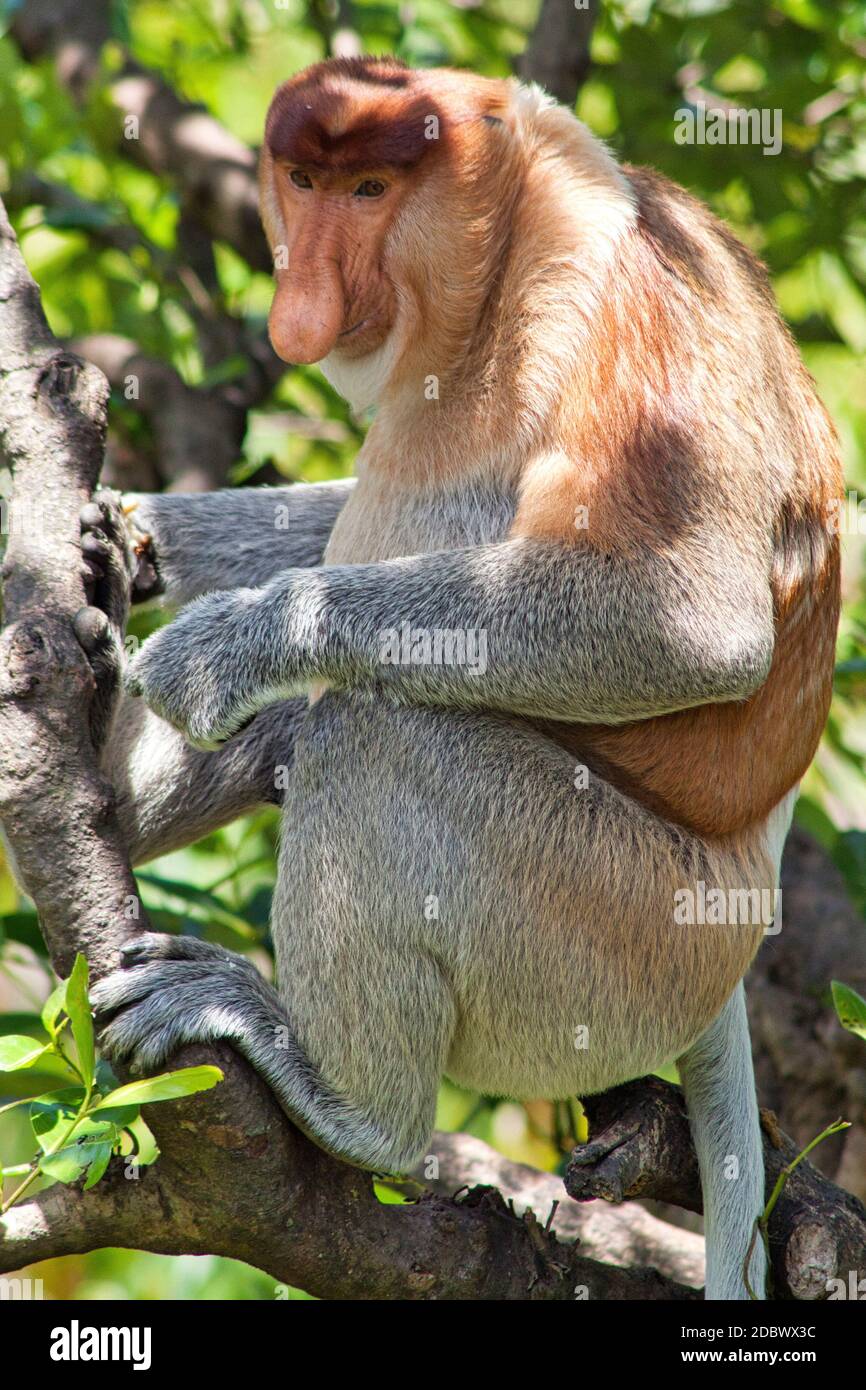 Nose-Monkey (Nasalis larvatus) - photographed in Borneo near Sandakan ...