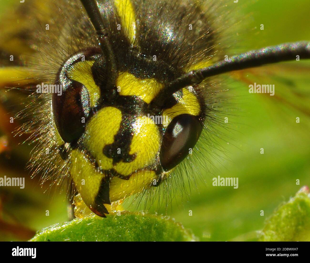 Common wasp, Vespula vulgaris, worker, head with the big eyes Stock ...
