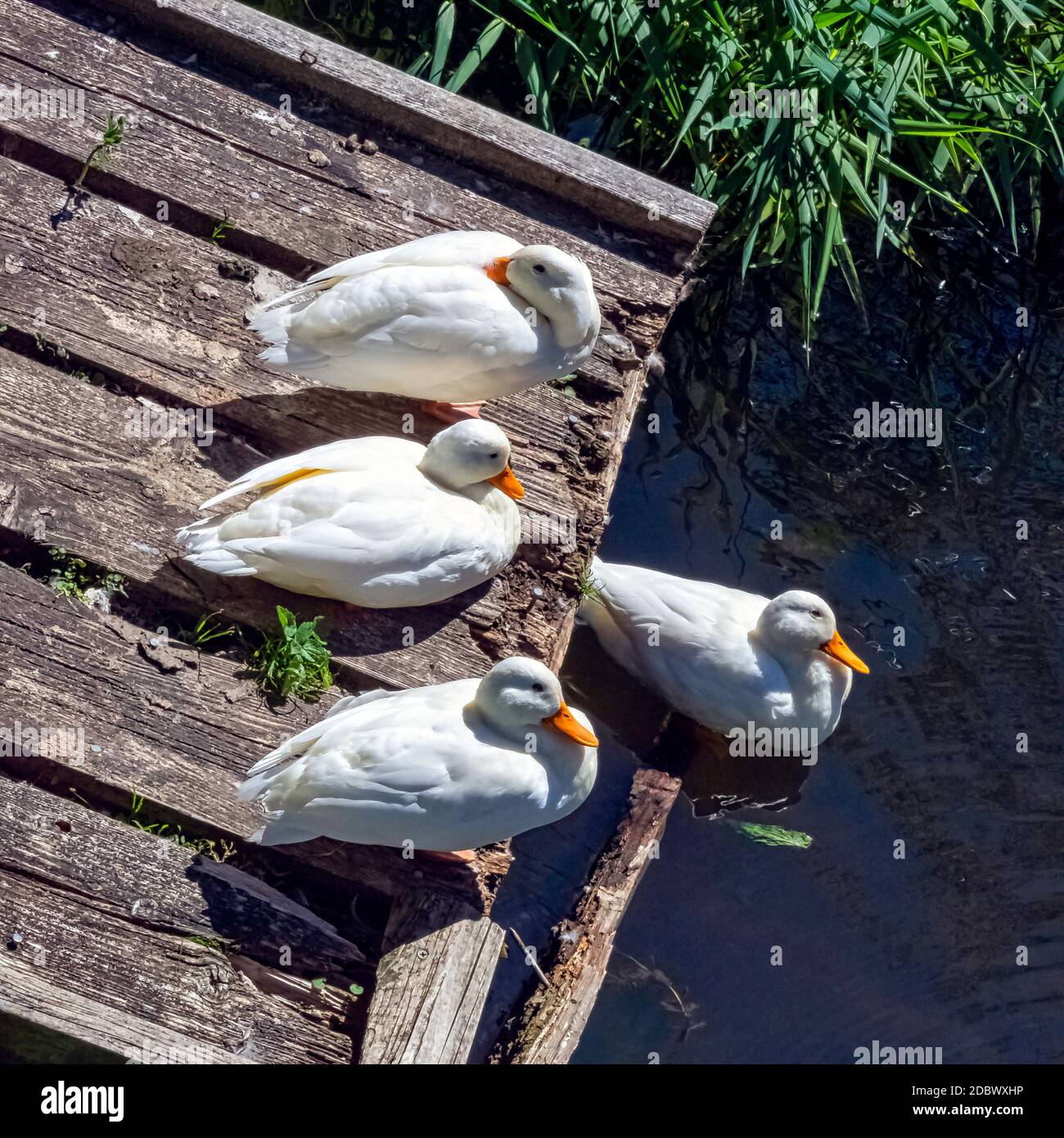 Male female white pekin ducks hi-res stock photography and images - Alamy