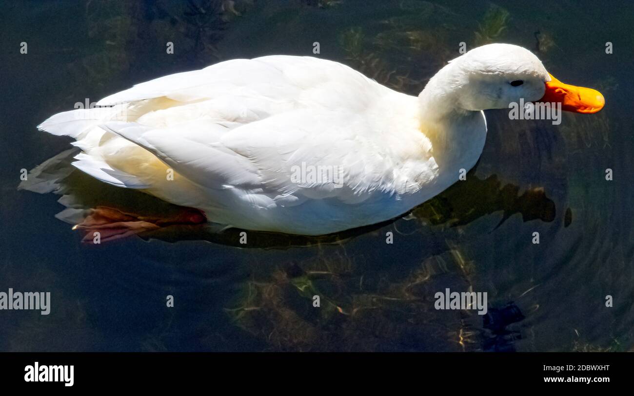 Long neck duck hi-res stock photography and images - Alamy